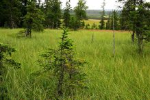 About mires – LIFE for MIRES