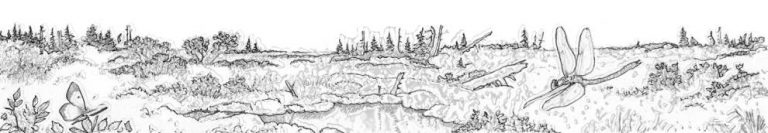 About mires – LIFE for MIRES